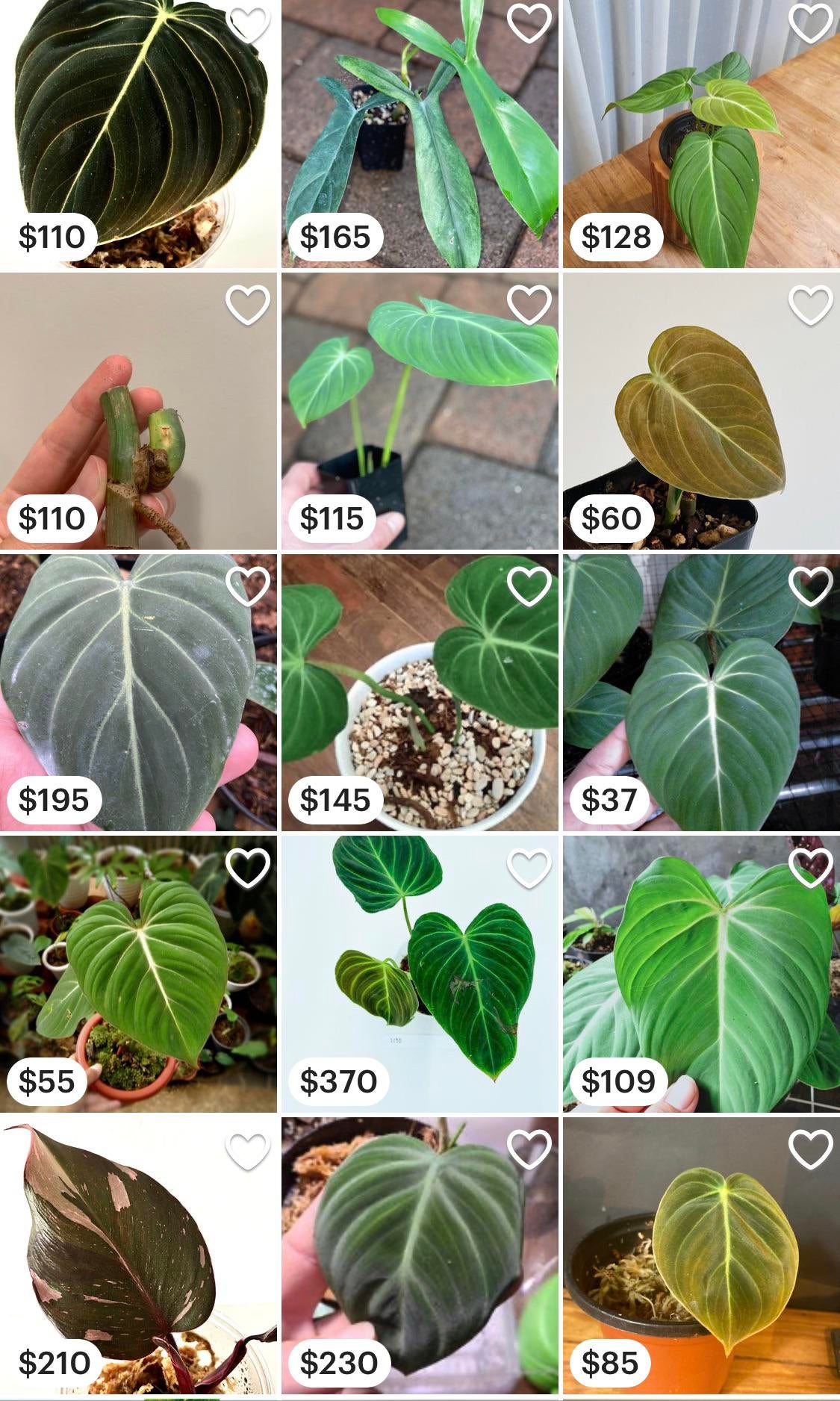How Much Do Plants Cost My Heart Lives Here