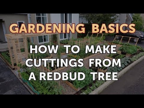 How To Propagate A Redbud Tree