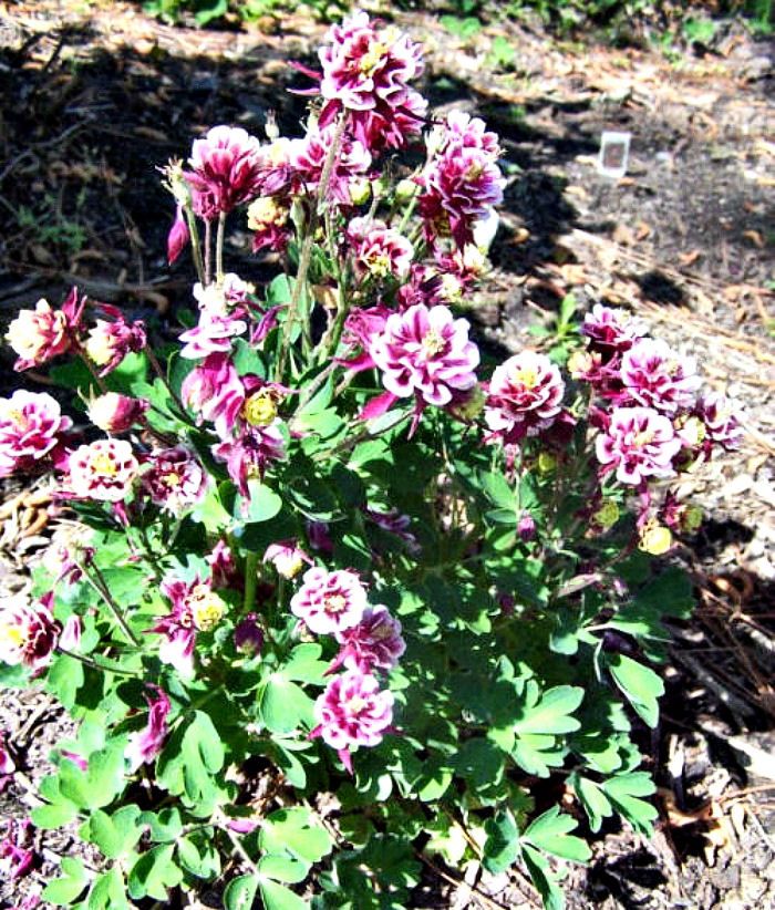 How to Grow Columbine? - My Heart Lives Here