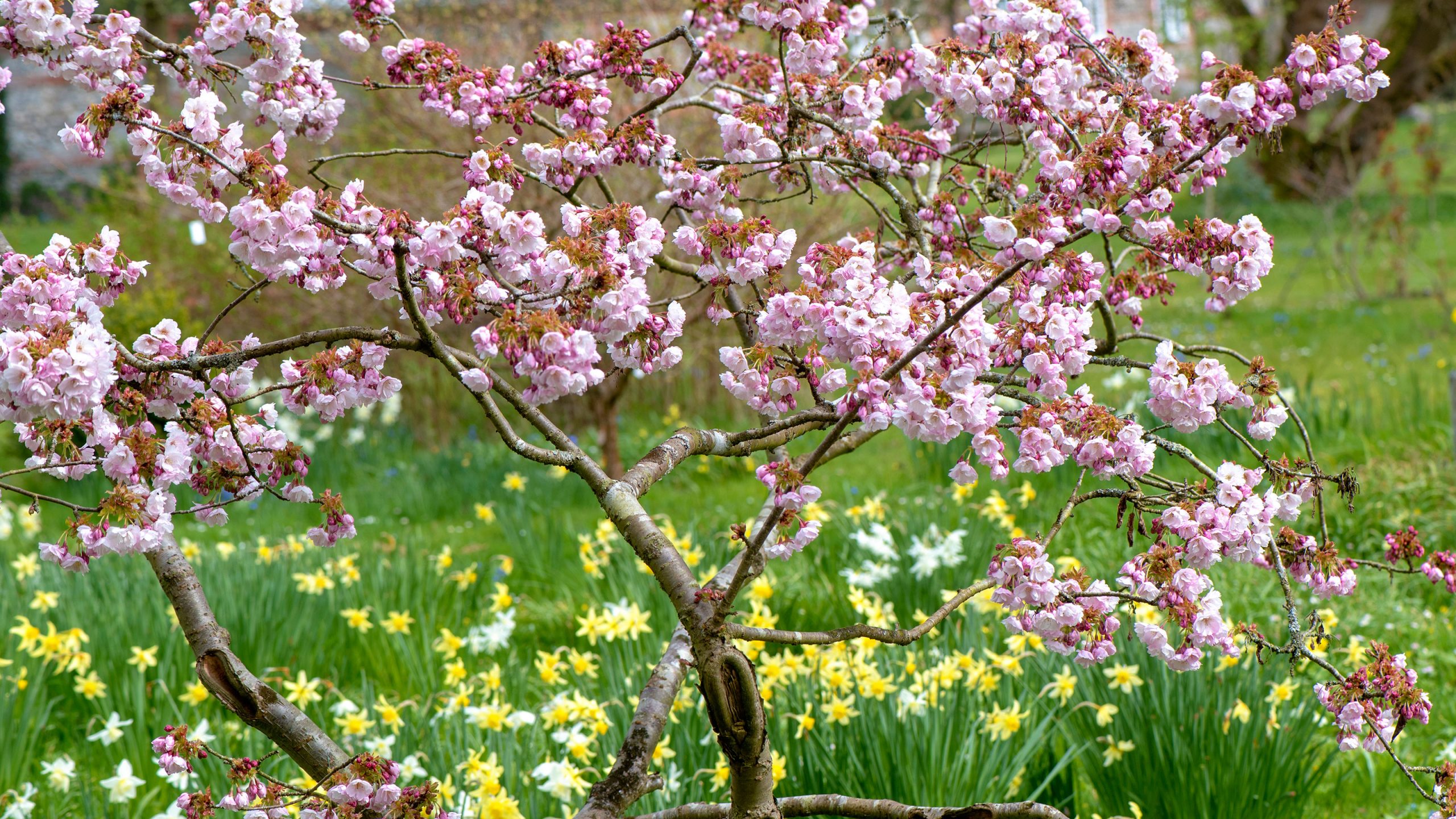 How to Trim a Weeping Cherry: A Beginner's Guide. - My Heart Lives Here