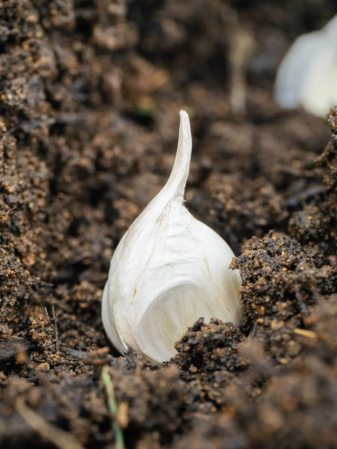 Garlic Growing in Oregon Made Easy: Step-by-Step Guide - My Heart Lives ...