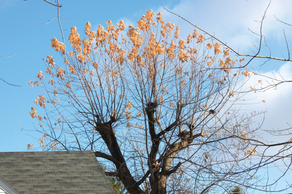 How to Rescue a Butchered Tree: Tips to Fix Bad Pruning - My Heart ...