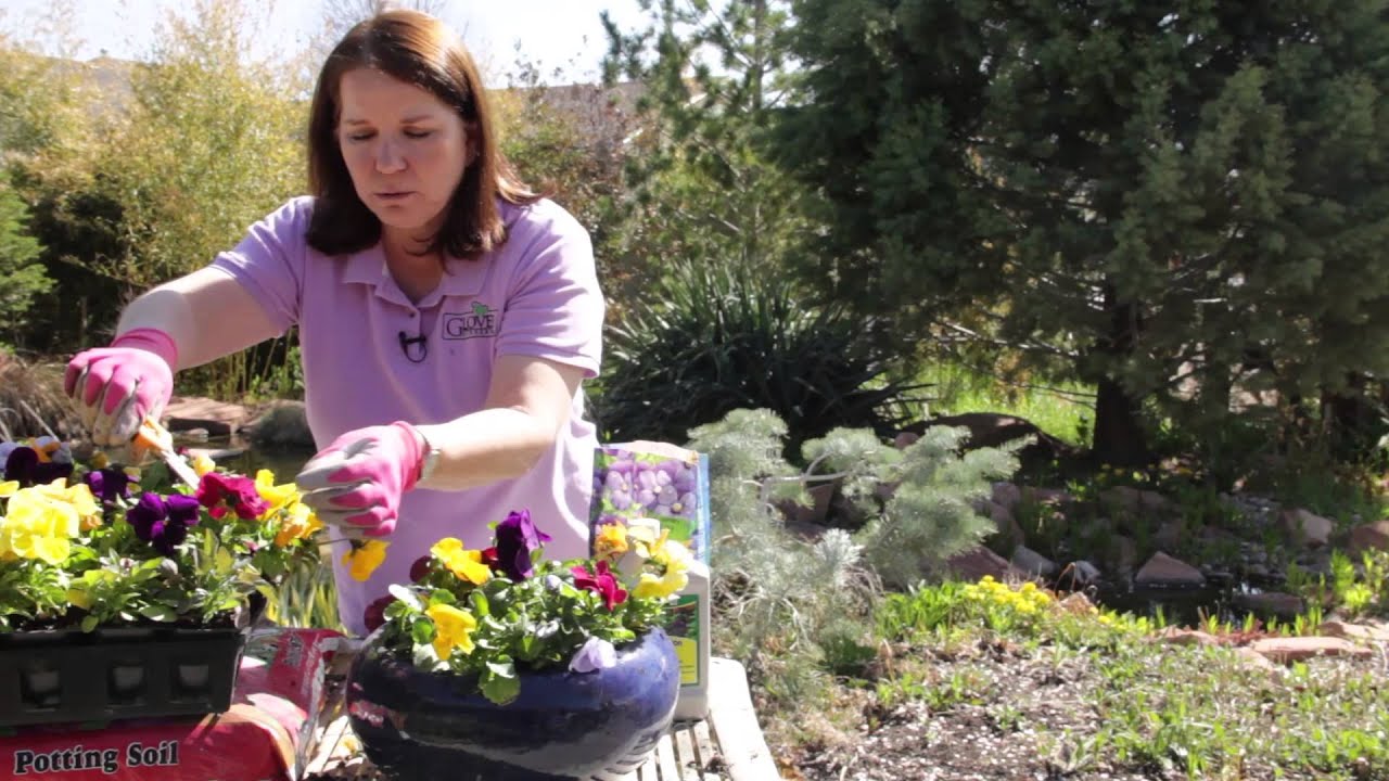 How to Trim Pansies? - My Heart Lives Here