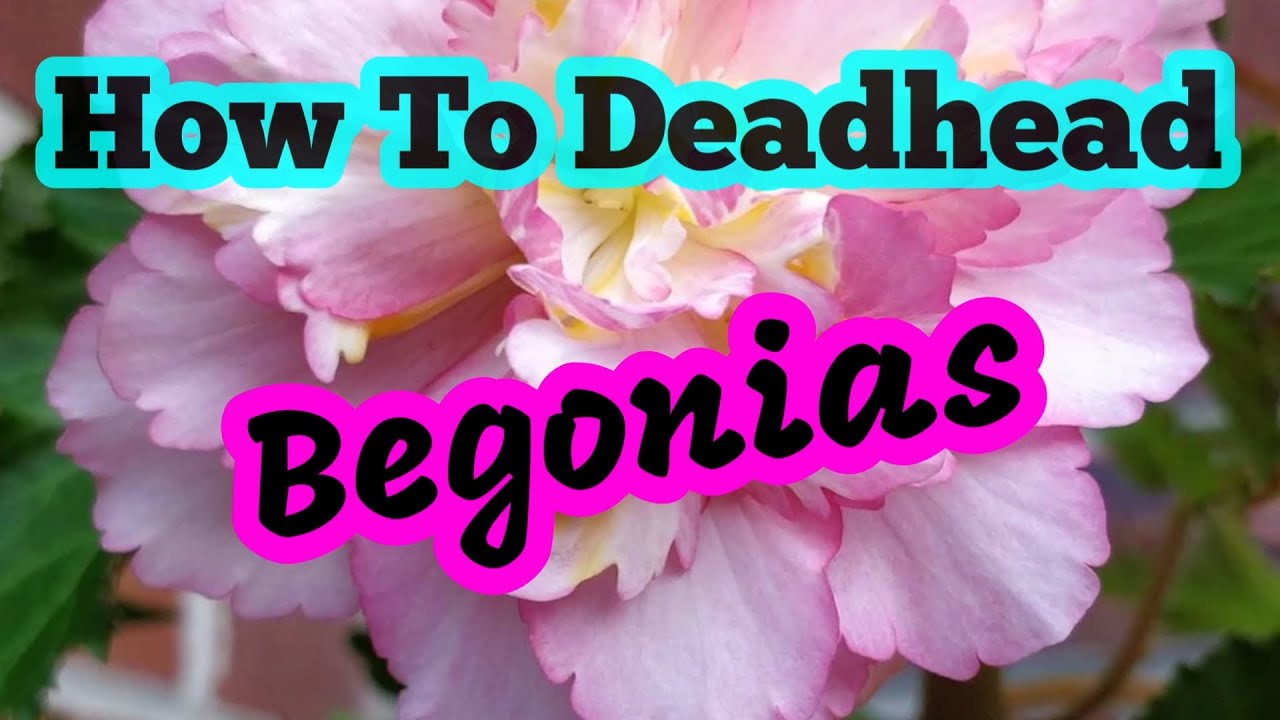 The Basics of Deadheading Begonias - My Heart Lives Here