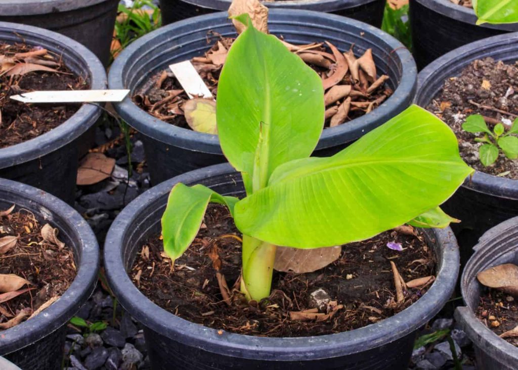 How Fast Do Banana Trees Grow? - My Heart Lives Here