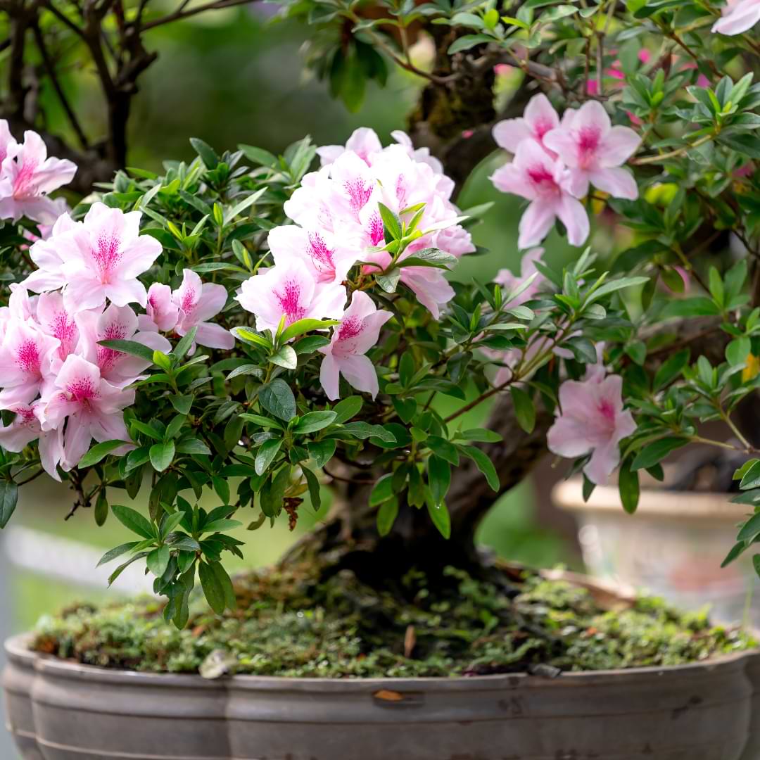 Understanding the Effects of Overwatering on Hibiscus Plants - My Heart ...