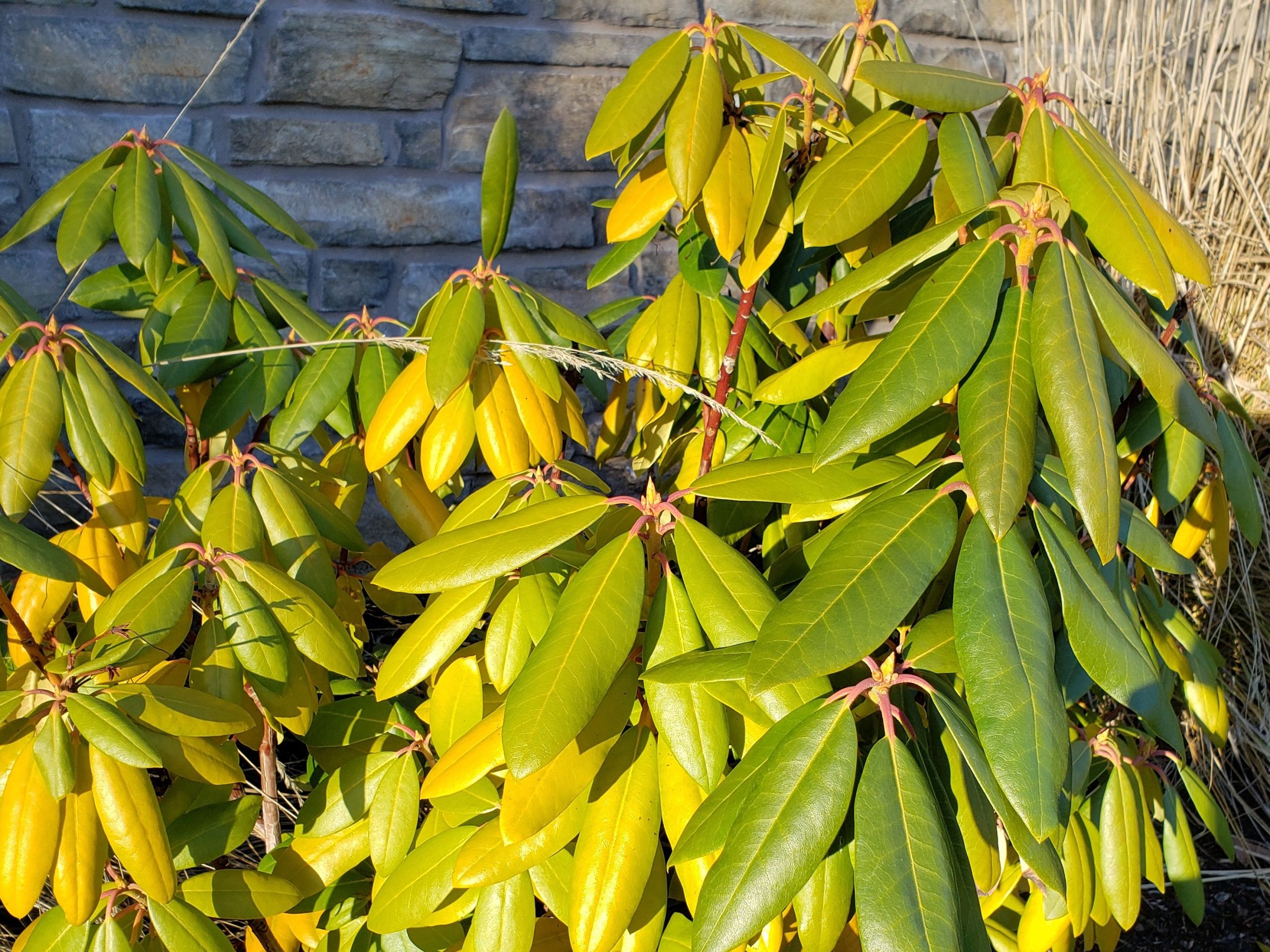 Rhododendron Yellow Leaves