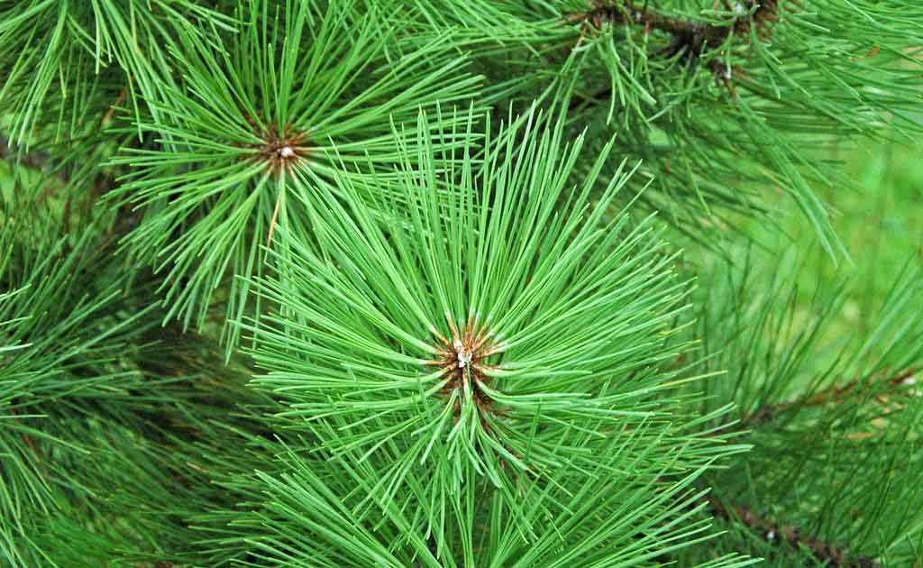 What Does the Pine Tree Symbolize? Discover the Deep Meanings. - My ...