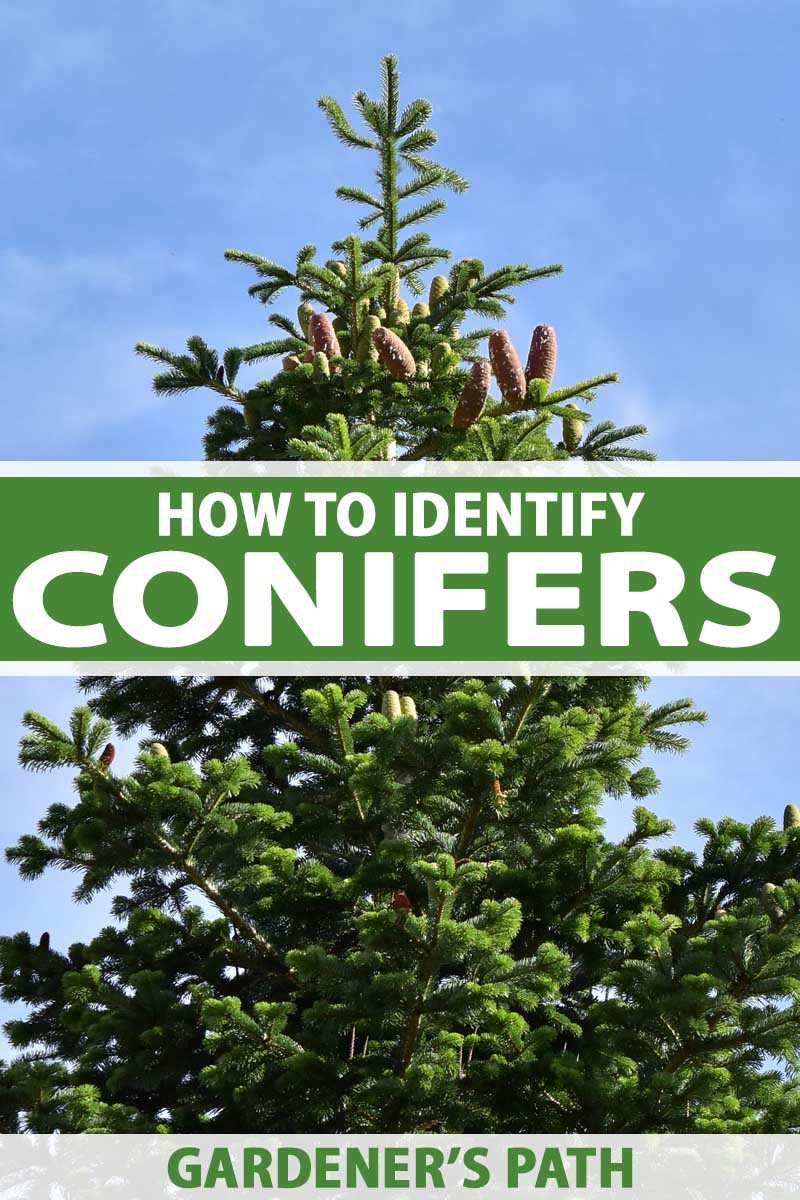How to Trim a Spruce Tree: A Guide for a Healthy Growth - My Heart ...