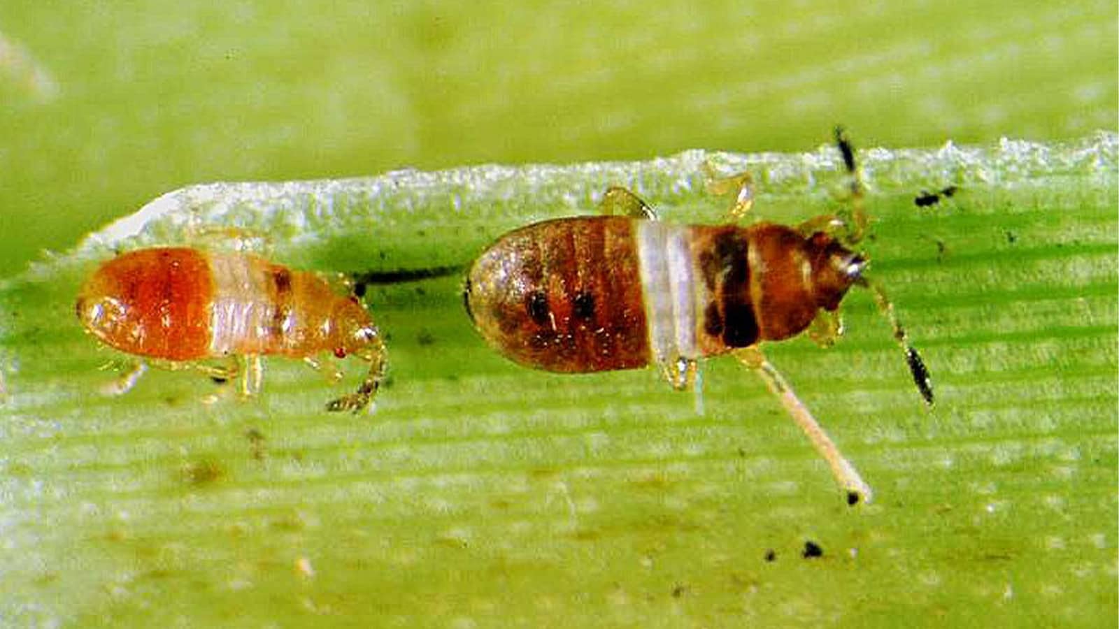 Combat Chinch Bugs: Effective Strategies for Eliminating Them - My ...